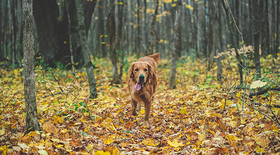 Autumn dangers for our pets. - Online Vet Store